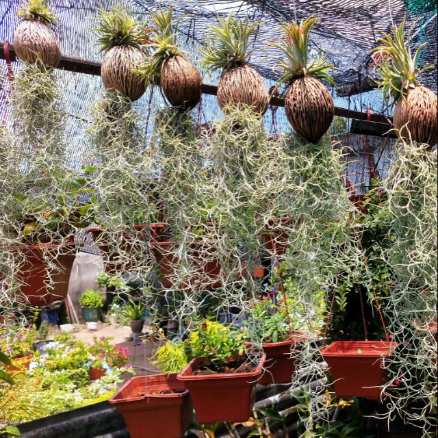 Air Plant Combo Pokok Janggut Adam Tillandsia ionantha + Usneoides ...