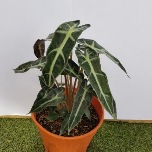 REAL LIFE PLANT / ALOCASIA / TURTLE LEAF / HORSE FACE LEAF | Shopee ...