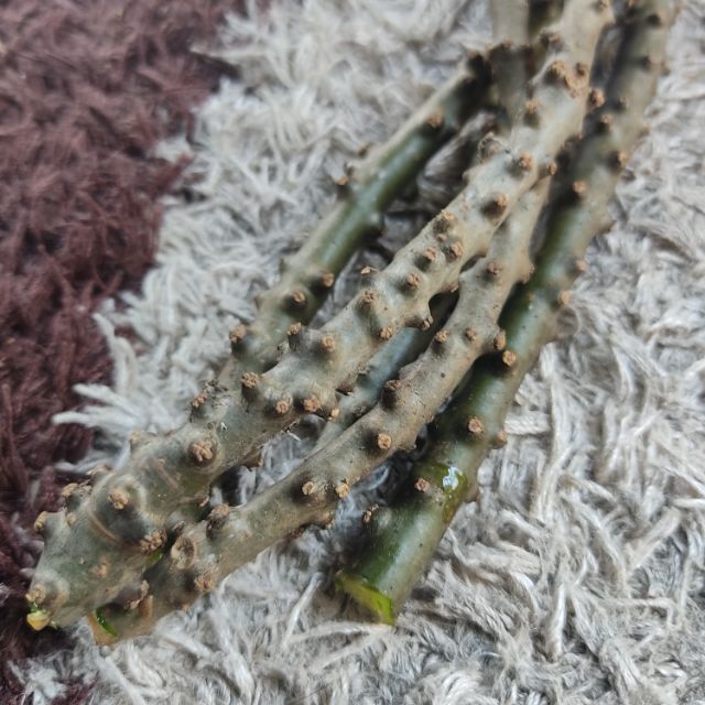 Akar seruntun akar bakawali akar putus Susu ubat putus susu | Shopee ...