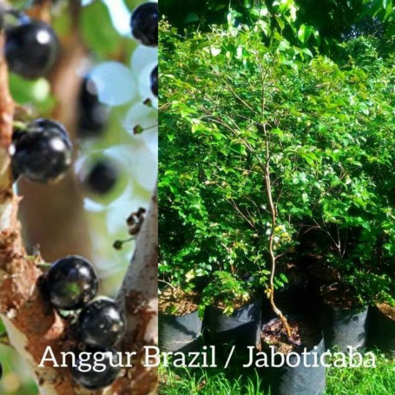 Anggur Brazil BIG Hybrid (Boleh Tanam Dlm Pasu) | Shopee Malaysia
