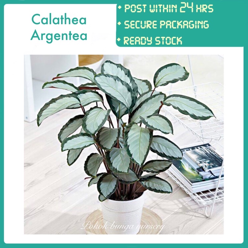 PBN - calathea argentea - pokok bunga nursery picturata indoor real ...