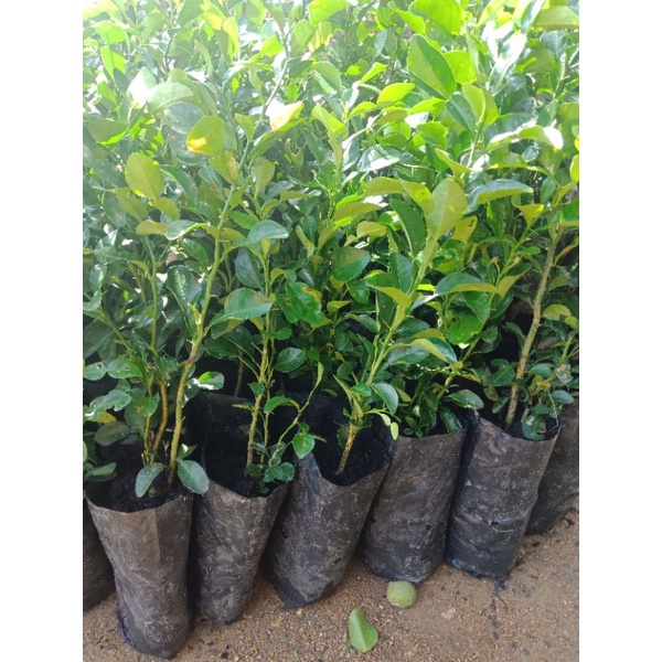 Pokok Limau Purut/ Anak Pokok Limau Purut | Shopee Malaysia