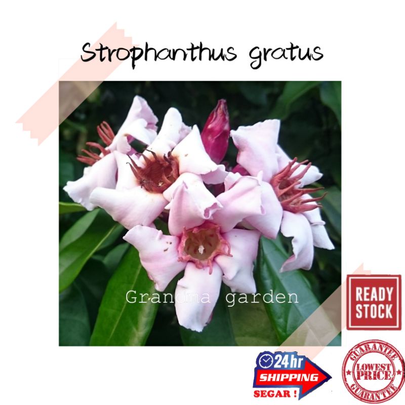 (GG real plant) strophanthus gratus ^ climbing oleander pokok bunga ...