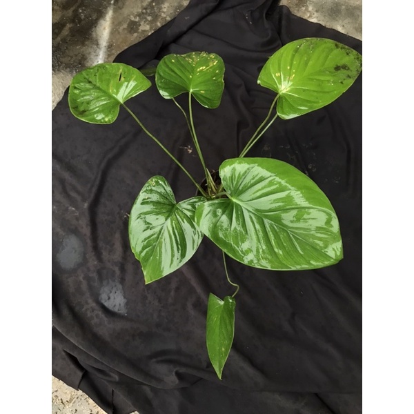 Pokok keladi kemoyang / homalomena spp. pokok stabil | Shopee Malaysia