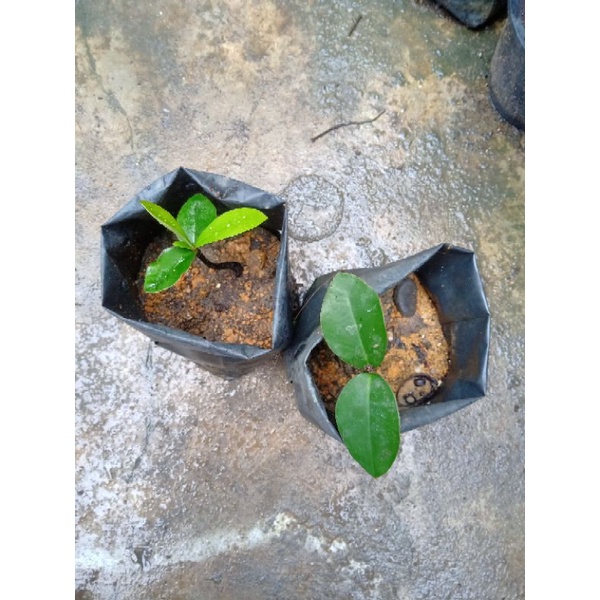Anak pokok buah mentega.ready stok | Shopee Malaysia
