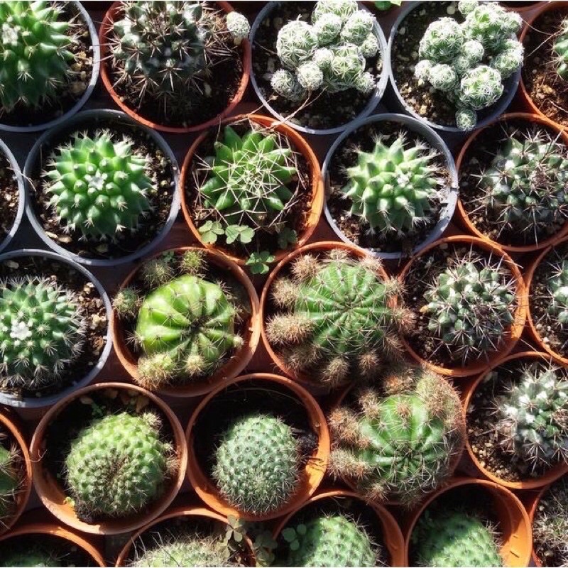 [Buy 3 for RM12] REAL LIFE CACTUS SUCCULENT POKOK HIDUP CACTI KAKTUS ...