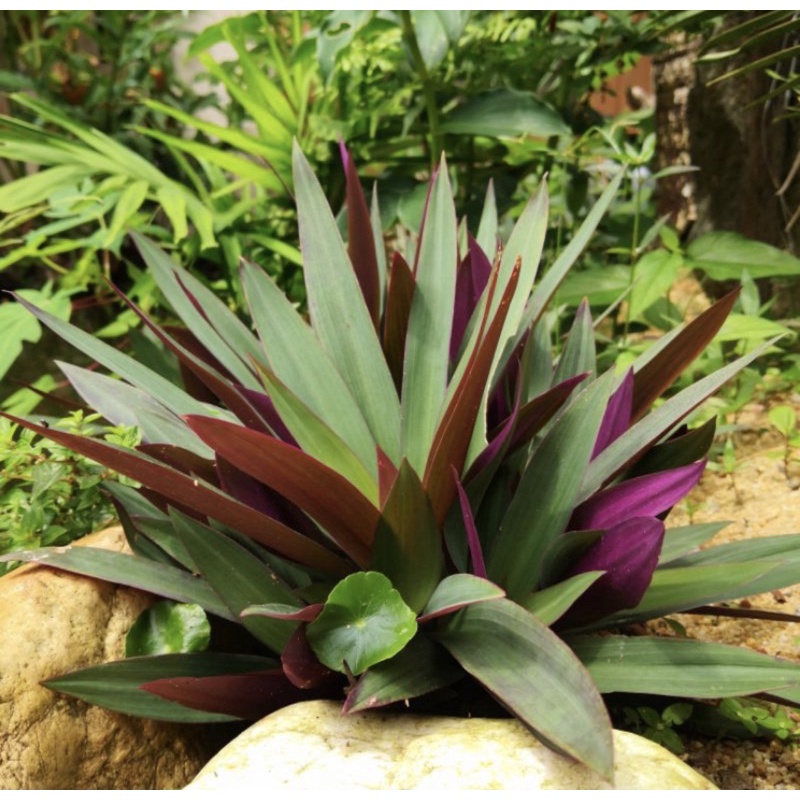 RM 6 POKOK HIDUP ( 50 Variasi ) pelbagai jenis pokok HERBA / BUNGA ...