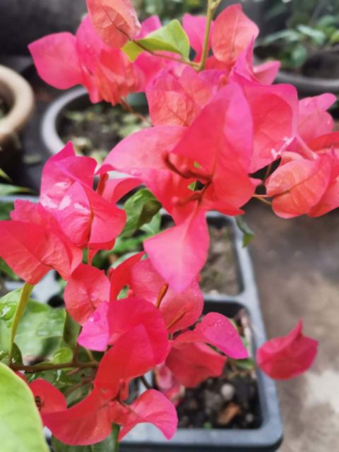 Mama Garden Big Size Organic Real Live Plant Anak Pokok Kertas Bunga ...