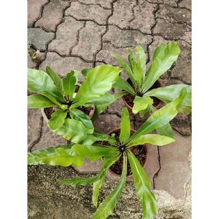 Pokok Osaka/ pokok langsuir/paku pakis indoor outdoor plant | Shopee ...