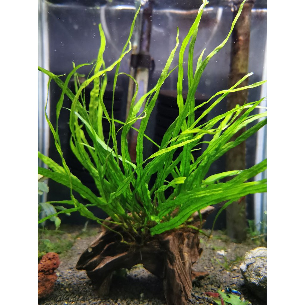Microsorium Pteropus 'Narrow Leaf' 细叶铁皇冠 (Java Fern / Low Tech ...