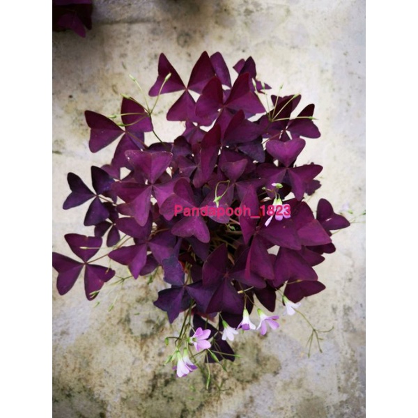 OXALIS TRIANGULARIS {MANY FLOWERS} / POKOK RAMA RAMA / 蝴蝶花 / 幸运草 [READY ...