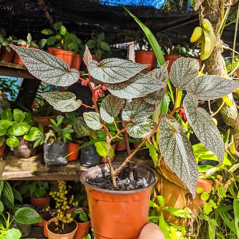 Bunga Begonia/Begonia Lucerna/Ready Stock/RARE Plant/Polka Dot/ANGEL WING BEGONIA [ CORALLINA DE ...