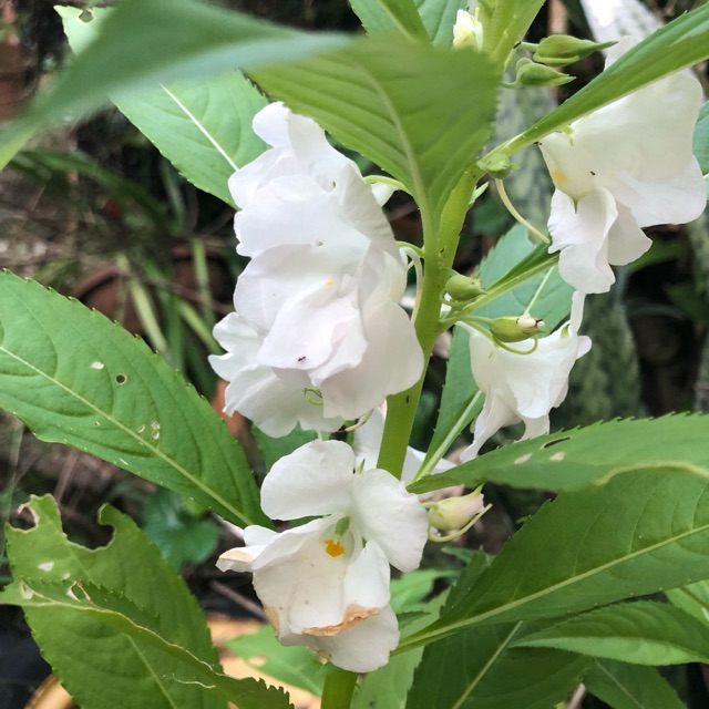 White balsam impatiens 8 seeds 白重瓣凤仙花8粒 | Shopee Malaysia