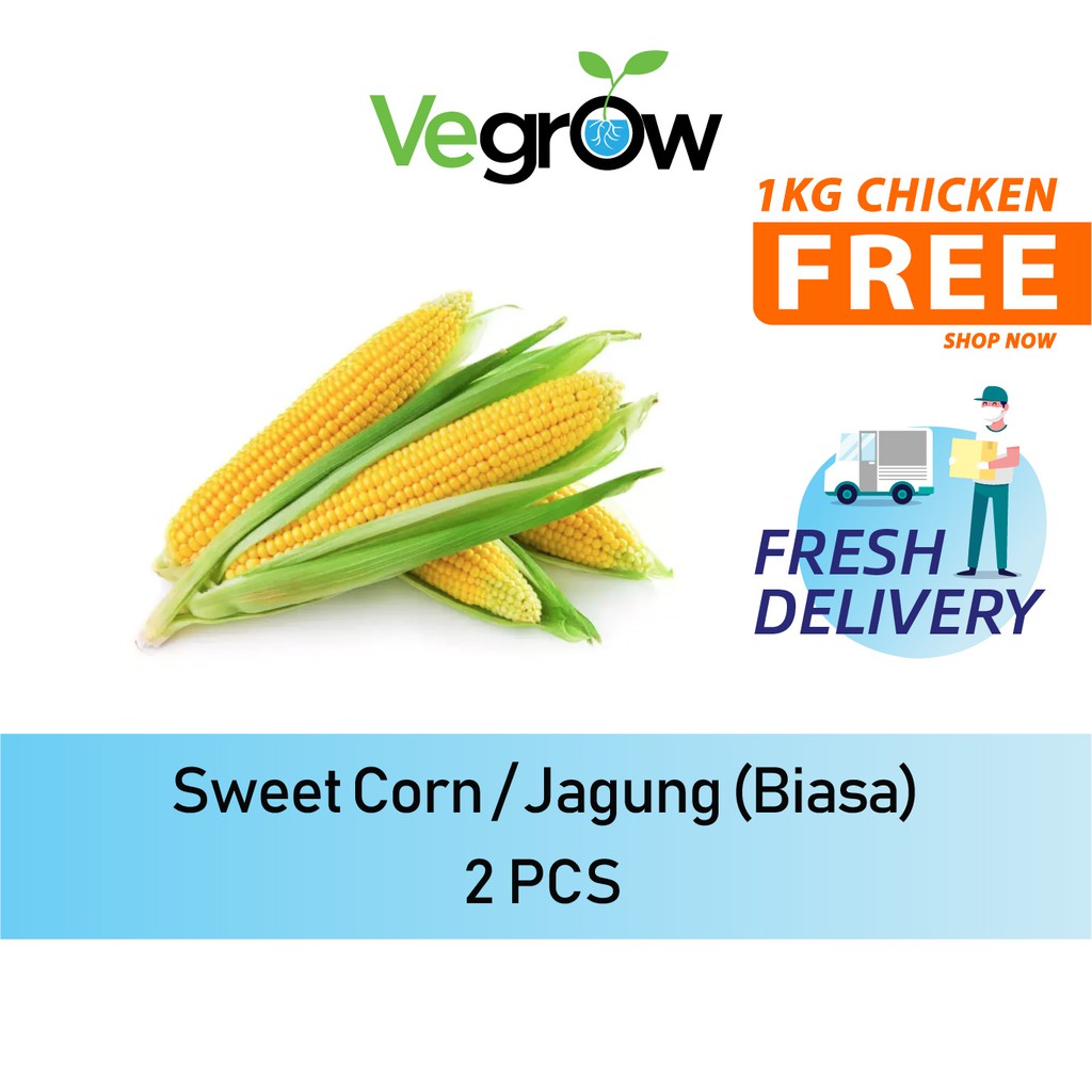 🔥FRESH 🔥Sweet Corn / Jagung (Biasa) 2 PCS | Shopee Malaysia