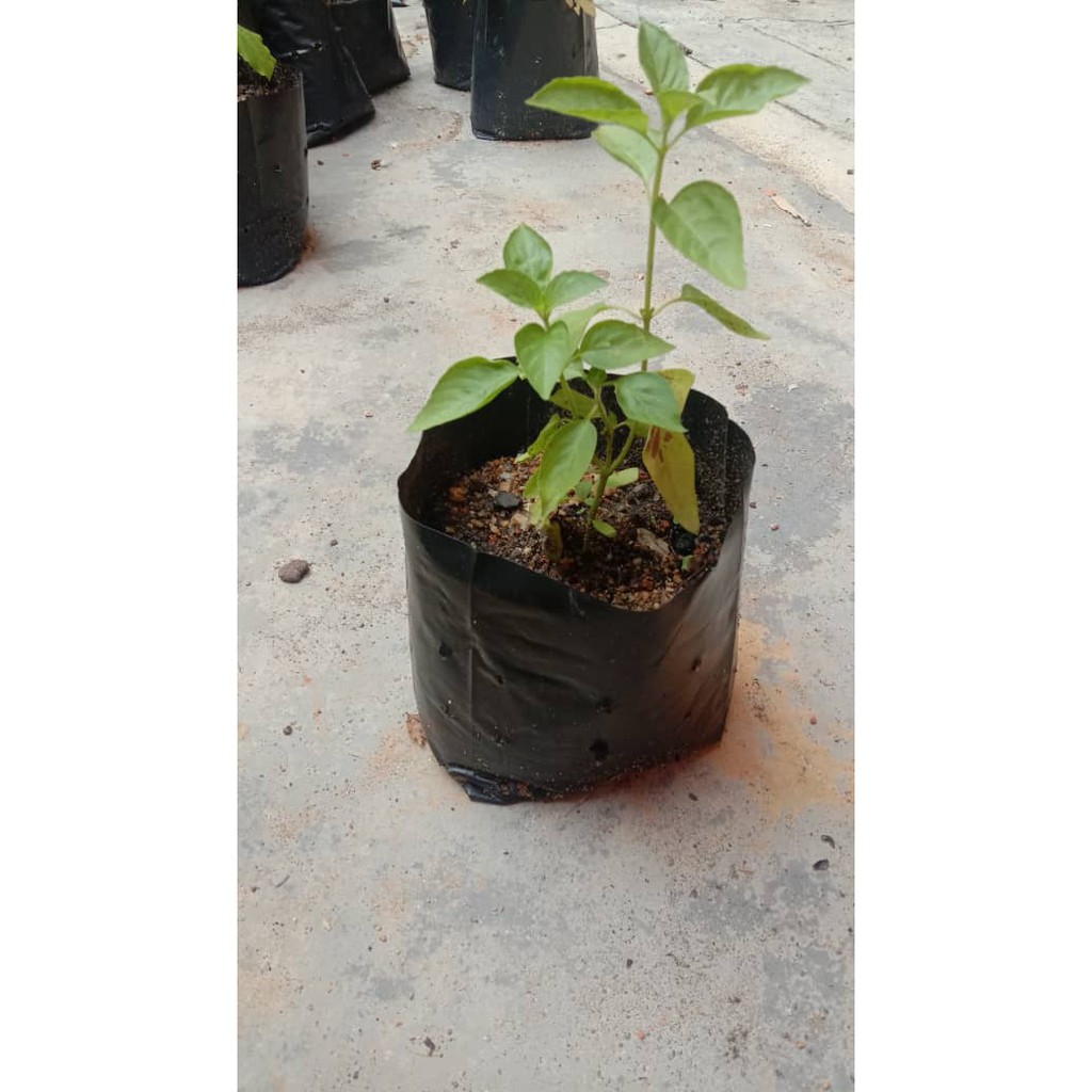 Lemon Basil Sapling / Thai Lemon Basil / Anak Pokok Kemangi ( Live ...