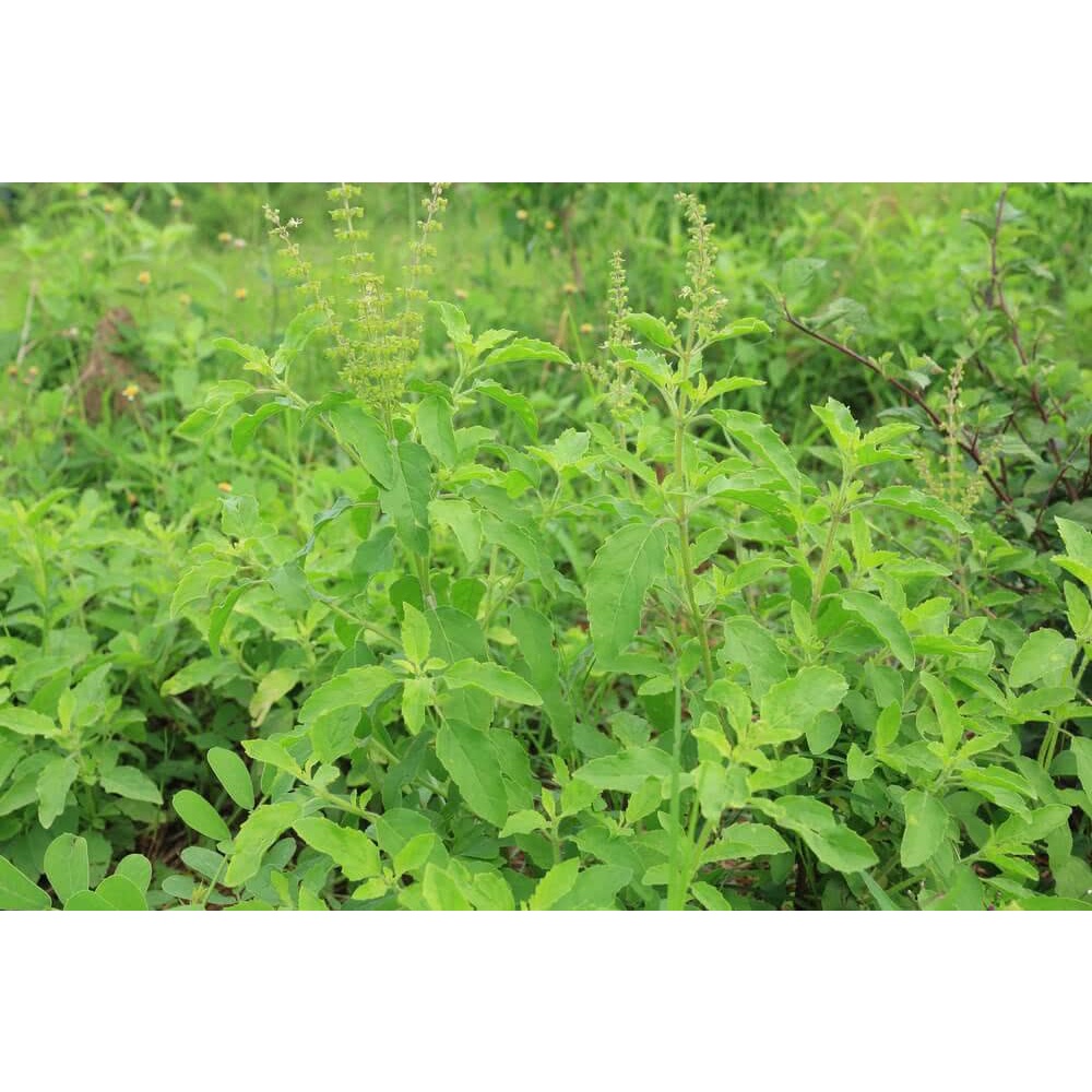Thulasi Sapling / Thulsi / / Ocimum Tenuiforum / Holy Basil / Anak ...