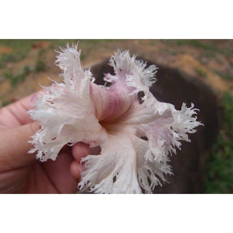 Anak pokok bunga cicar / chicha, stereospermum fimbriatum | Shopee Malaysia