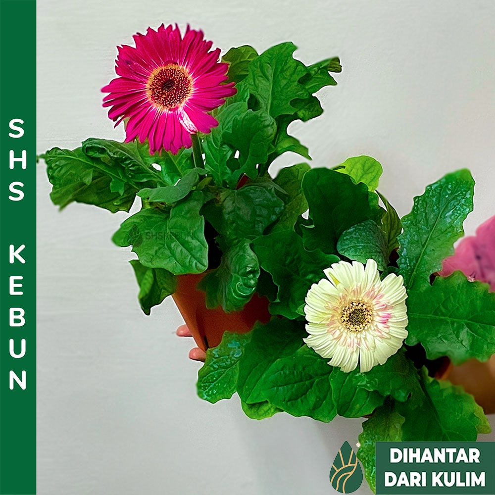 Pokok Bunga Daisy Gerbera daisies Pokok Bunga Daisy Daisi Hidup 非洲菊雏菊 ...