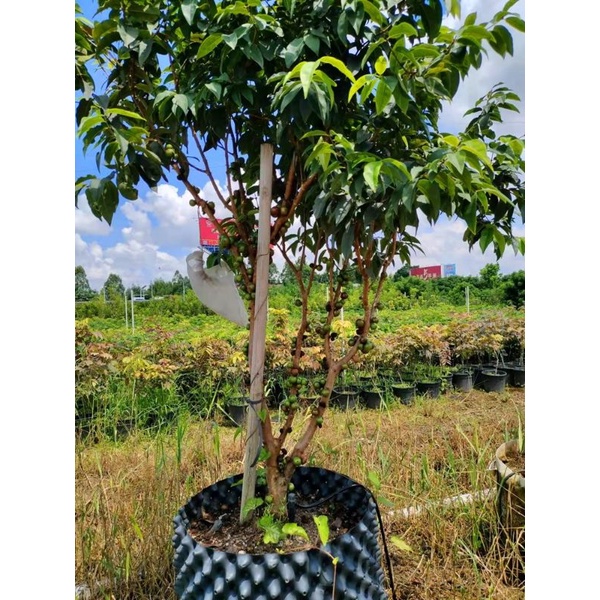 🍇 Anak pokok anggur brazil 🍇 Jaboticaba Tree 🍇Jabuticaba Brazilian ...