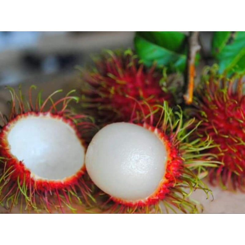 ANAK POKOK RAMBUTAN JARUM EMAS@MAS HYBRID | Shopee Malaysia