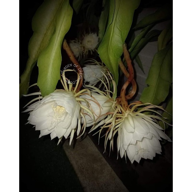 🌵AnakPokok Bunga Besar Bakawali /🌿 1pc CUTTING Epiphyllum Oxypetalum ...