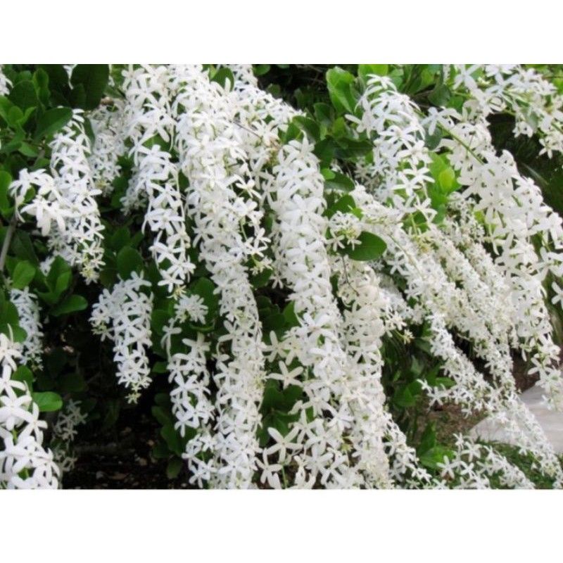 pokok sandpaper vine putih | Shopee Malaysia