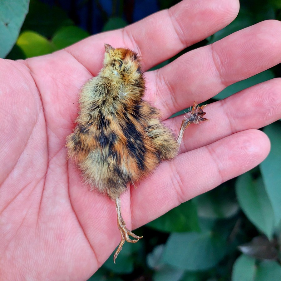 Hatchlings Baby Quail Whole Jerky / Dog Cat Snack Treats Dried Quail ...