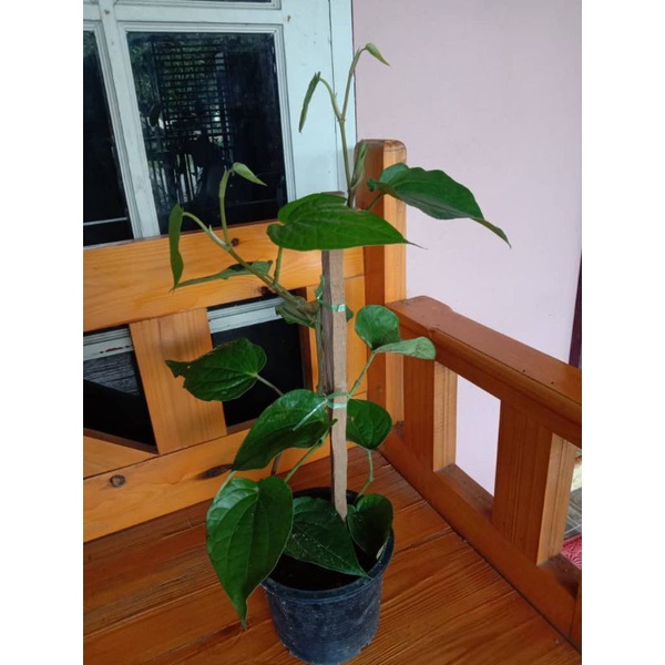 POKOK SIREH / POKOK CANTIK DAN SIHAT. | Shopee Malaysia