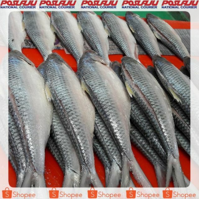 Ikan terubuk masin sarawak 3 ekor ready stock penang | Shopee Malaysia