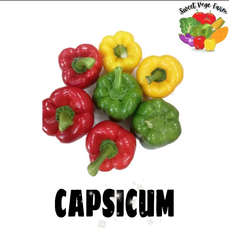 Cameron Capsicum (Red/Yellow/Green)/ Cili Epal Cameron (Merah/Kuning ...