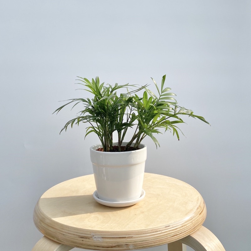 TA Bamboo Java Palm (small) Indoor Plant | Shopee Malaysia