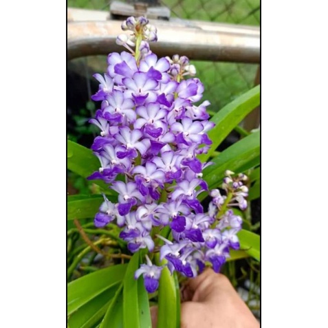 Rhynchostylis coelestis blue 藍色立梗狐狸 | Shopee Malaysia