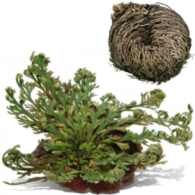 GENGAM FATIMAH KERING [💯ASLI] | Shopee Malaysia