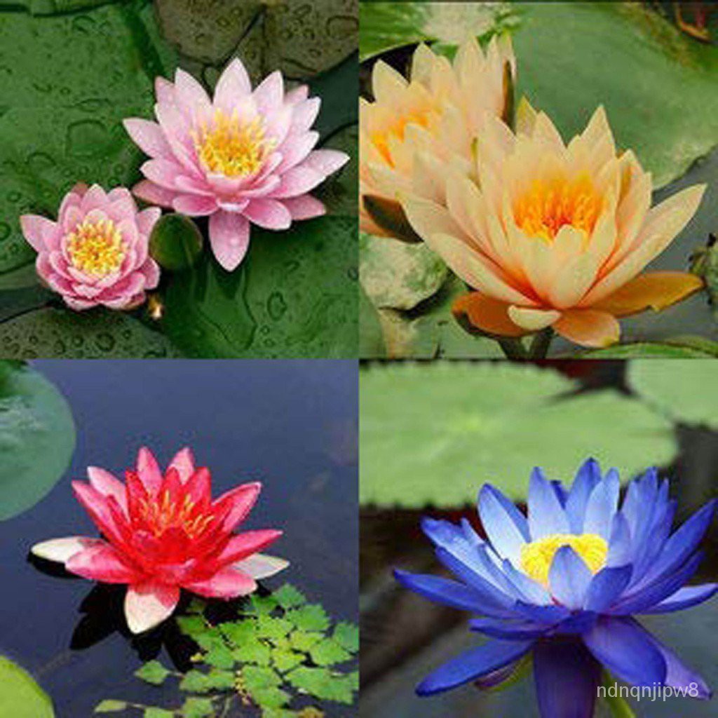 10PCS Mix Lotus - Mix Lotus - Mix Lotus - Mix Lotus | Shopee Malaysia