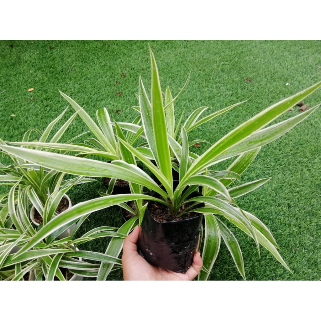 Anak Pokok Spider Plant (Chlorophytum laxum / comosum) | Shopee Malaysia
