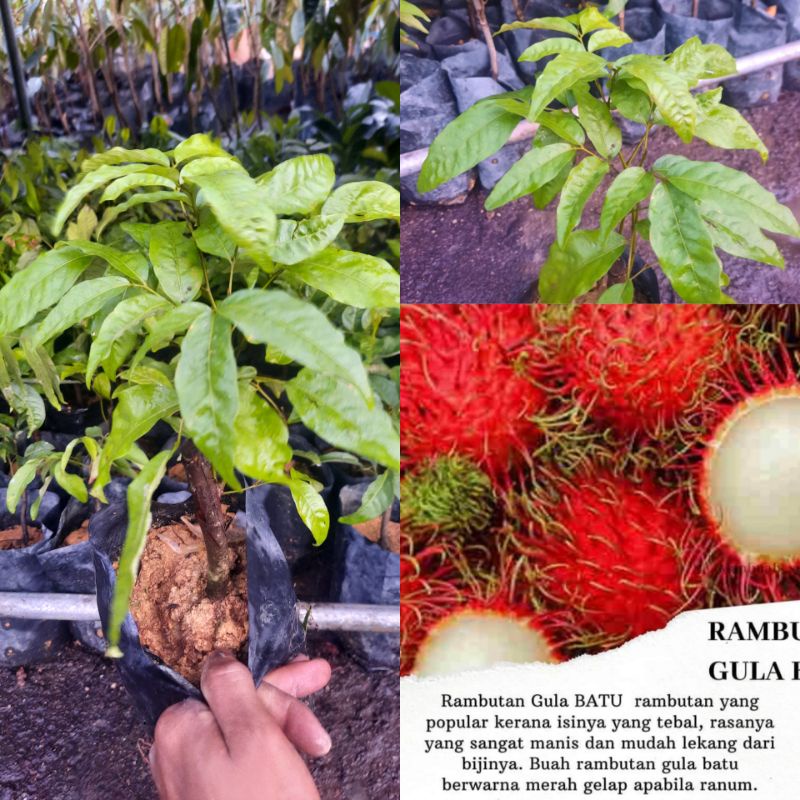 Anak Pokok Rambutan Gula Batu Hybrid | Shopee Malaysia