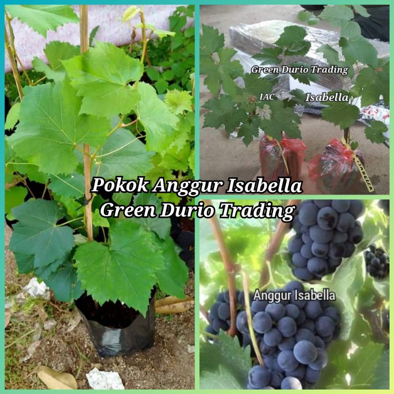 Anak pokok Anggur Isabella Grape - Live Plant | Shopee Malaysia