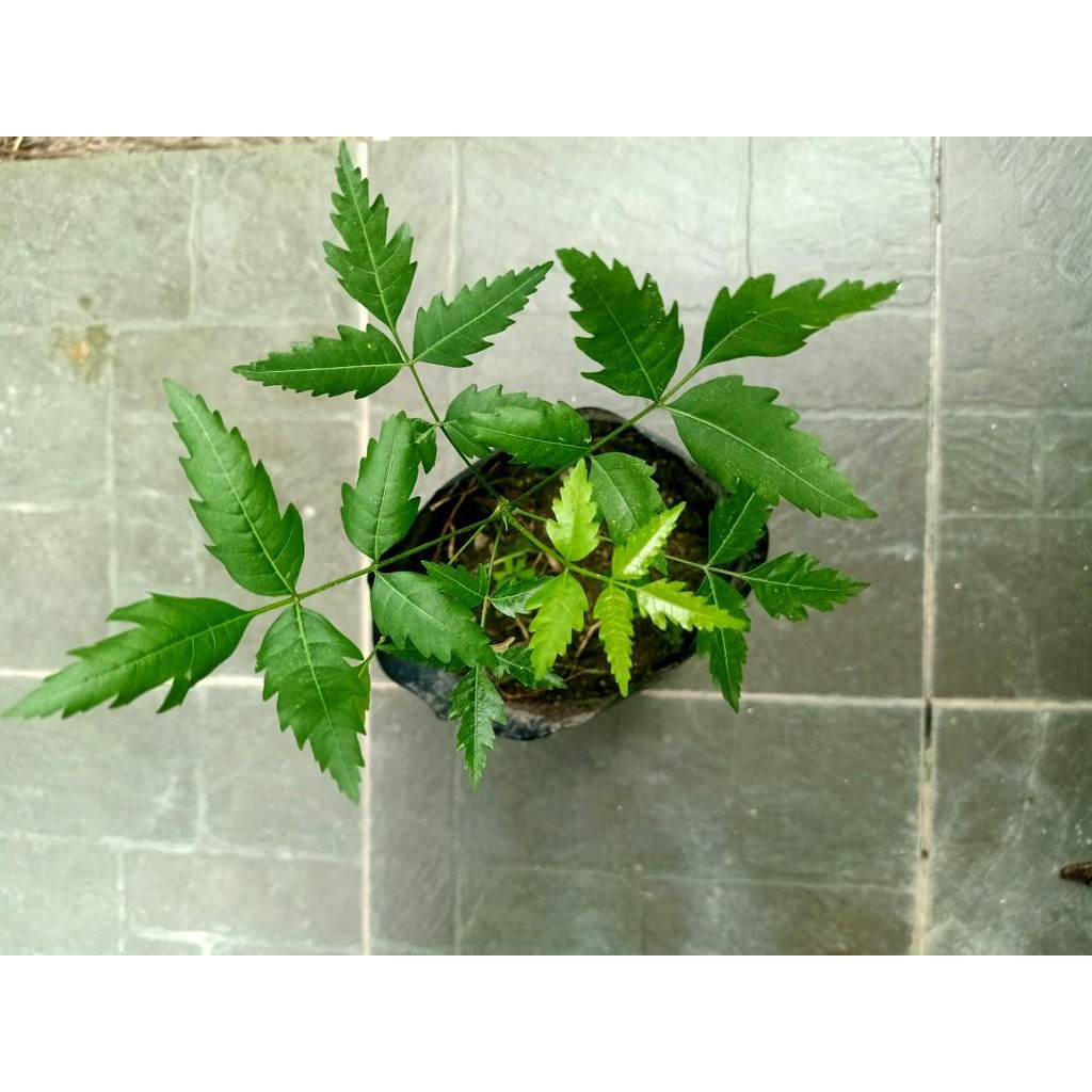 வேப்பமரம் / Pokok Semambu Hidup Neem live plant Bonsai with pot ...