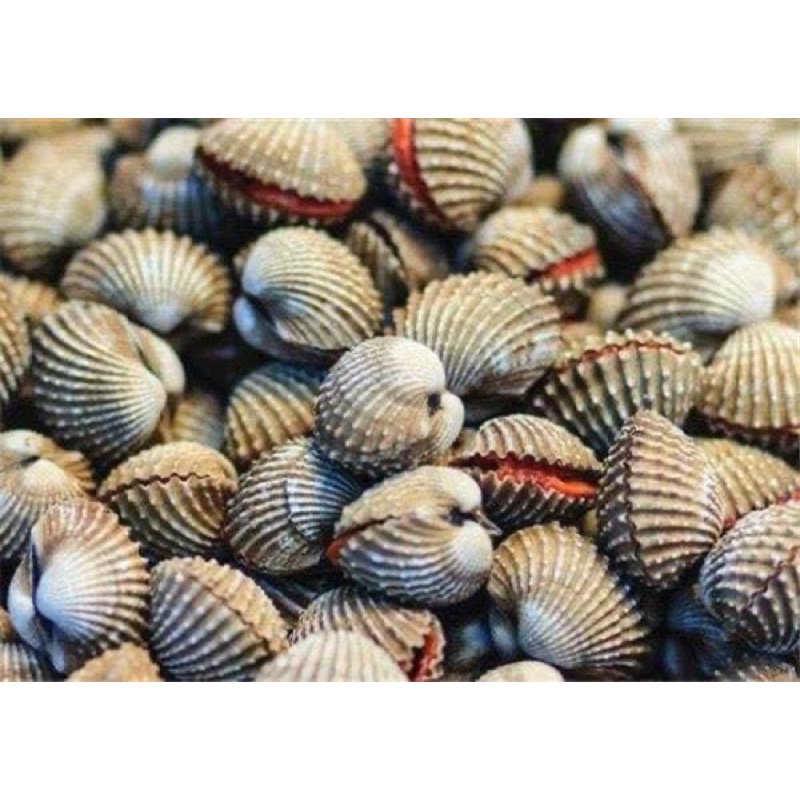 Cockle Meat 蛤肉 Isi Kerang (500gm/Pack) | Shopee Malaysia