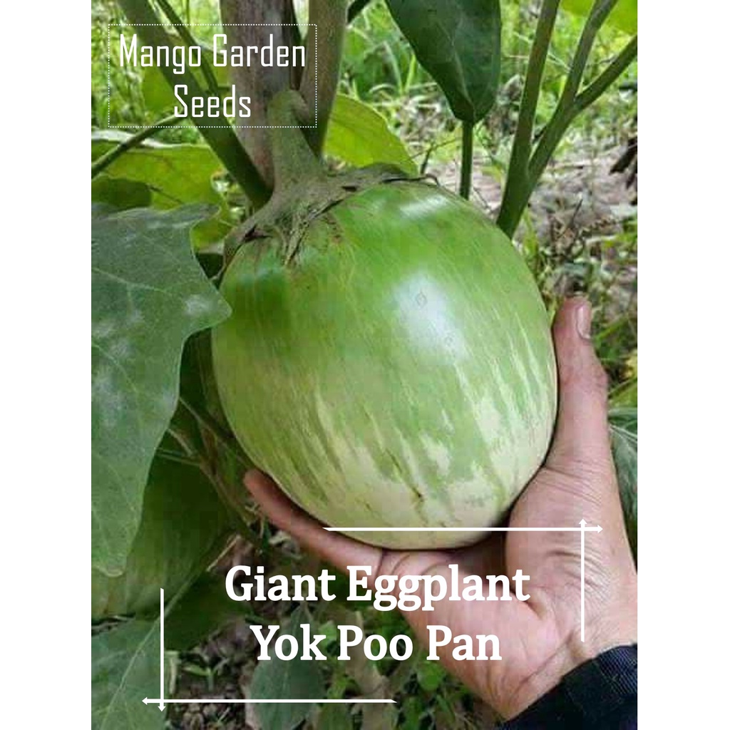 Giant Yok Poo Pan Eggplant Seeds - 20 Seed *Pot Friendly* Tanam Pasu ...