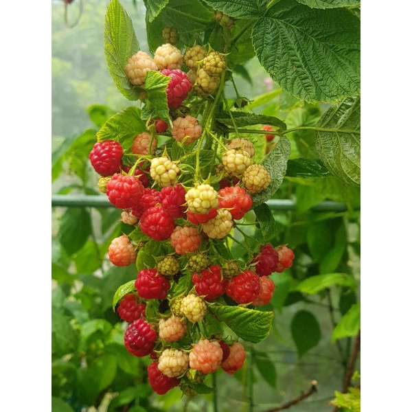 Biji benih raspberry merah ( Waiau), biji dr pkk yg ditnm di Kedah ...