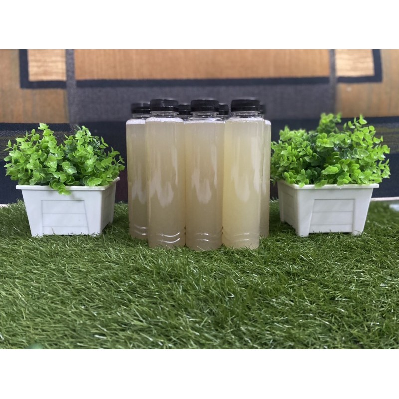 Air tuak nyior/air nira kelapa..ready stock!! | Shopee Malaysia