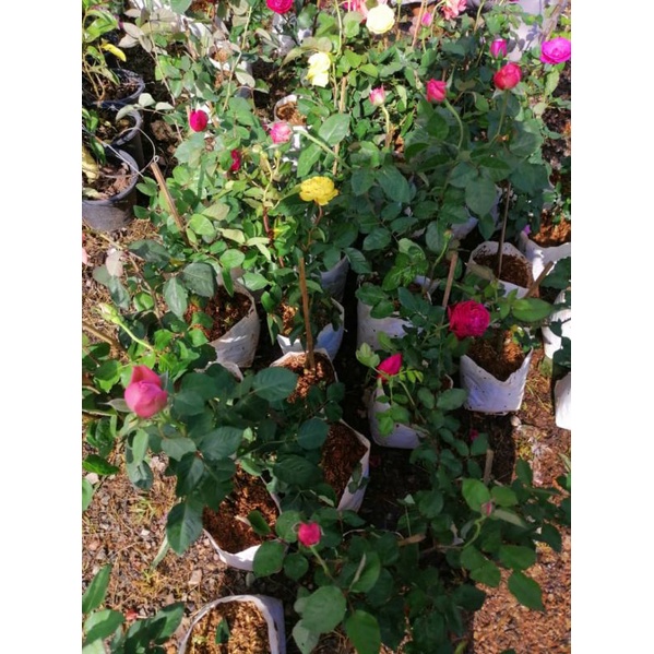 Pokok Ros Kampung dalam polybag | Shopee Malaysia