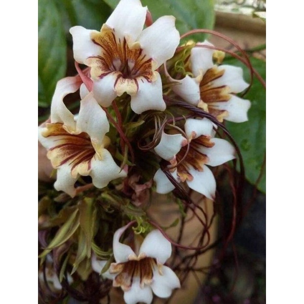 Pokok Bunga Memanjat Vine Garlic Frangipani Tassel Rubber curtain glow ...