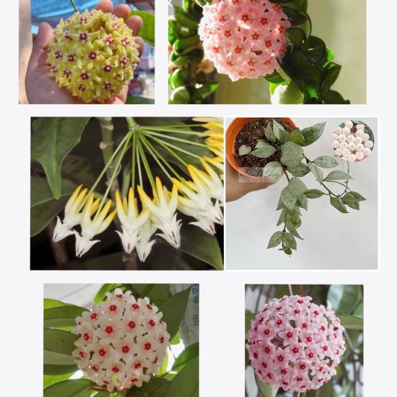 🌱 Hoya🌱 Hoya cembra🌱毬兰🌱 hoya compacto 🌱 Hoya krohniana eskimo 🌱 Hoya ...