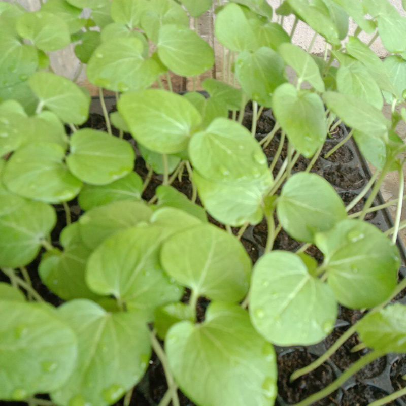 anak pokok bendi arab rm5 sepokok | Shopee Malaysia