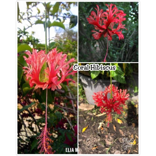 KKB Hibiscus Schizopetalus Coral, Bunga Raya Coral Kampung | Shopee ...