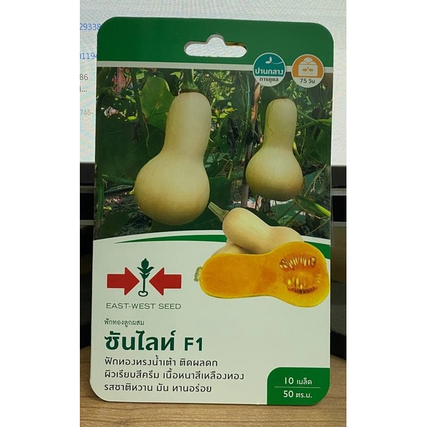 Benih Labu Madu F1 East West/Panah Merah (10 biji) | Shopee Malaysia