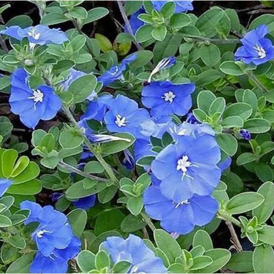 Blue Daze Blue Diamond Real Plants Morning Glory Family Blue Flowers ...