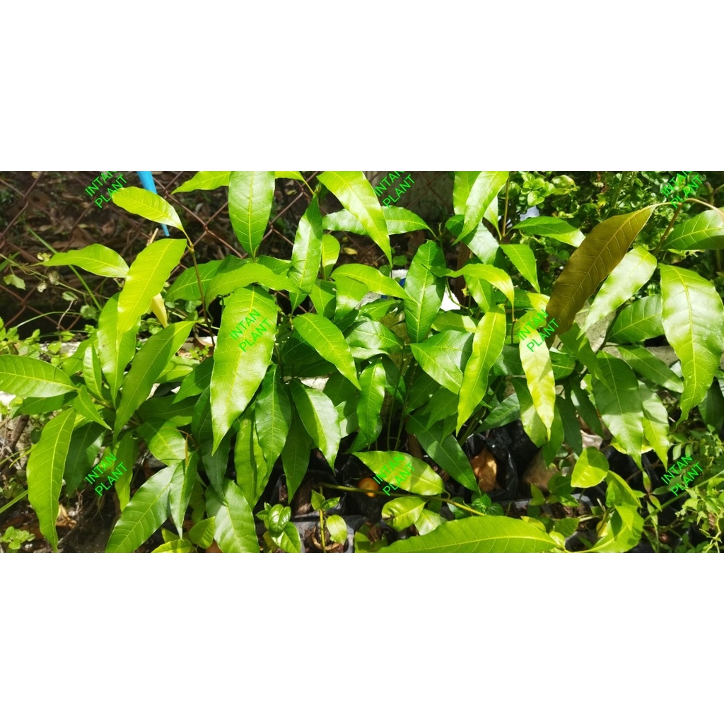ANAK POKOK MANGGA SEDAP RASA MACAM KUININ SENANG DITANAM CEPAT BERBUAH ...